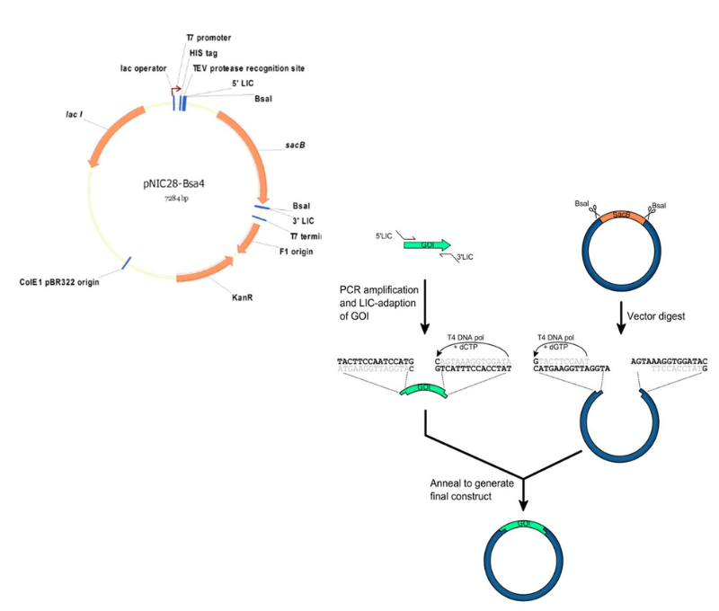 Protein Production Resources | Structural Genomics Consortium